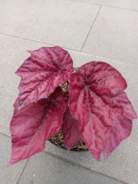 Ravishing Begonia Rex A Fascinating Introduction