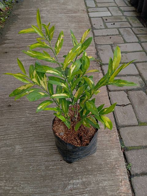 Vibrant Rotea Variegated Beauty