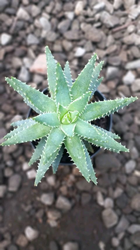 Shortleaved Aloe Unique And Fascinating