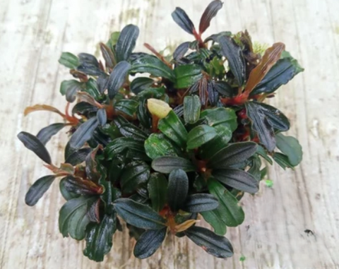 Bucephalandra Miniphantom Stone Media