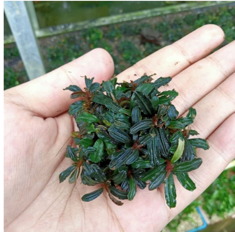 Bucephalandra Miniphantom Stone Media