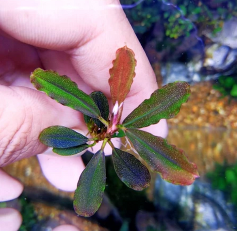 Bucephalandra sunrise per Rizhome