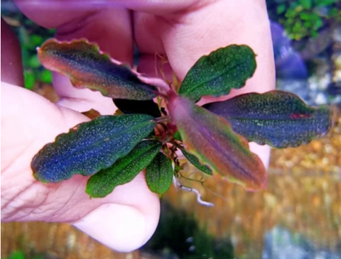 Bucephalandra sunrise per Rizhome