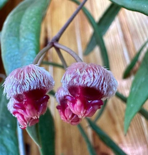 Hoya Sulawesiana Small Size