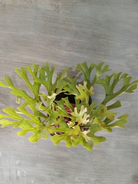 Exquisite Platycerium Ridleyi A Fascinating Specimen