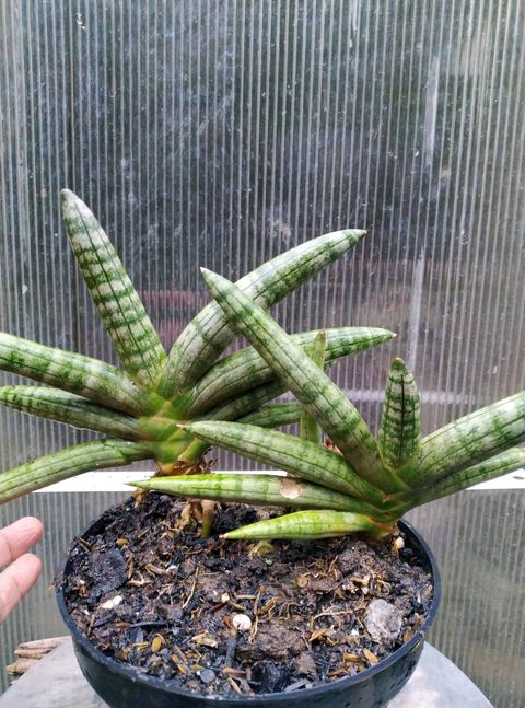 Sansevieria Boncel