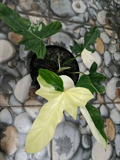 Philodendron Golden Dragon Variegated