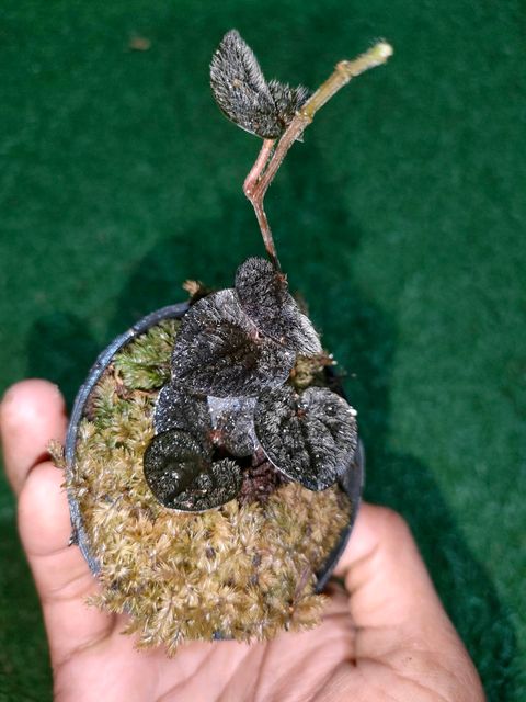 Piper Sp Timika Unveiling The Mystery