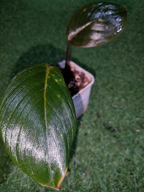 Homalomena Sp Sumatra